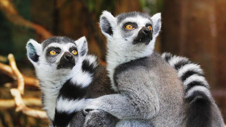 150 years of Basel Zoo - a look inside the zoos